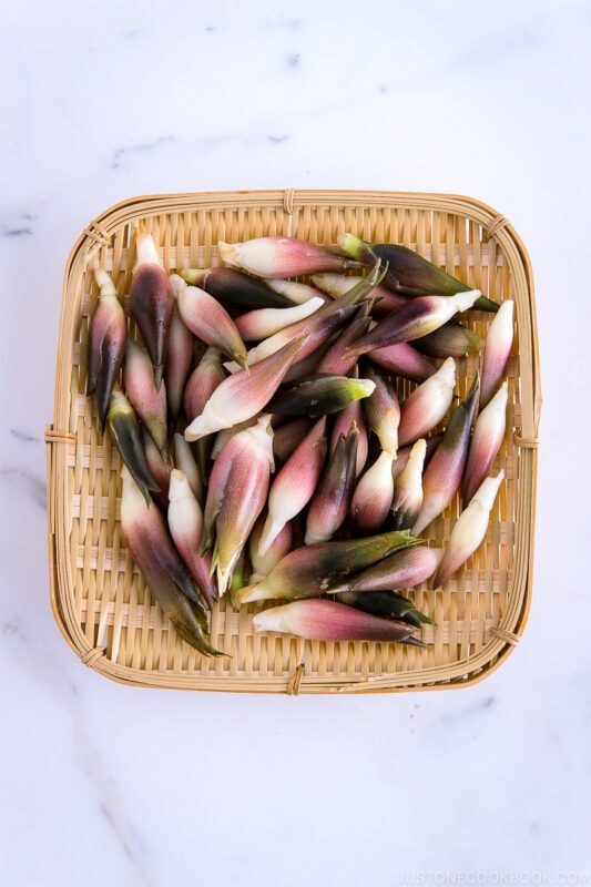 Myoga Ginger ミョウガ | Japanese Pantry • Just One Cookbook