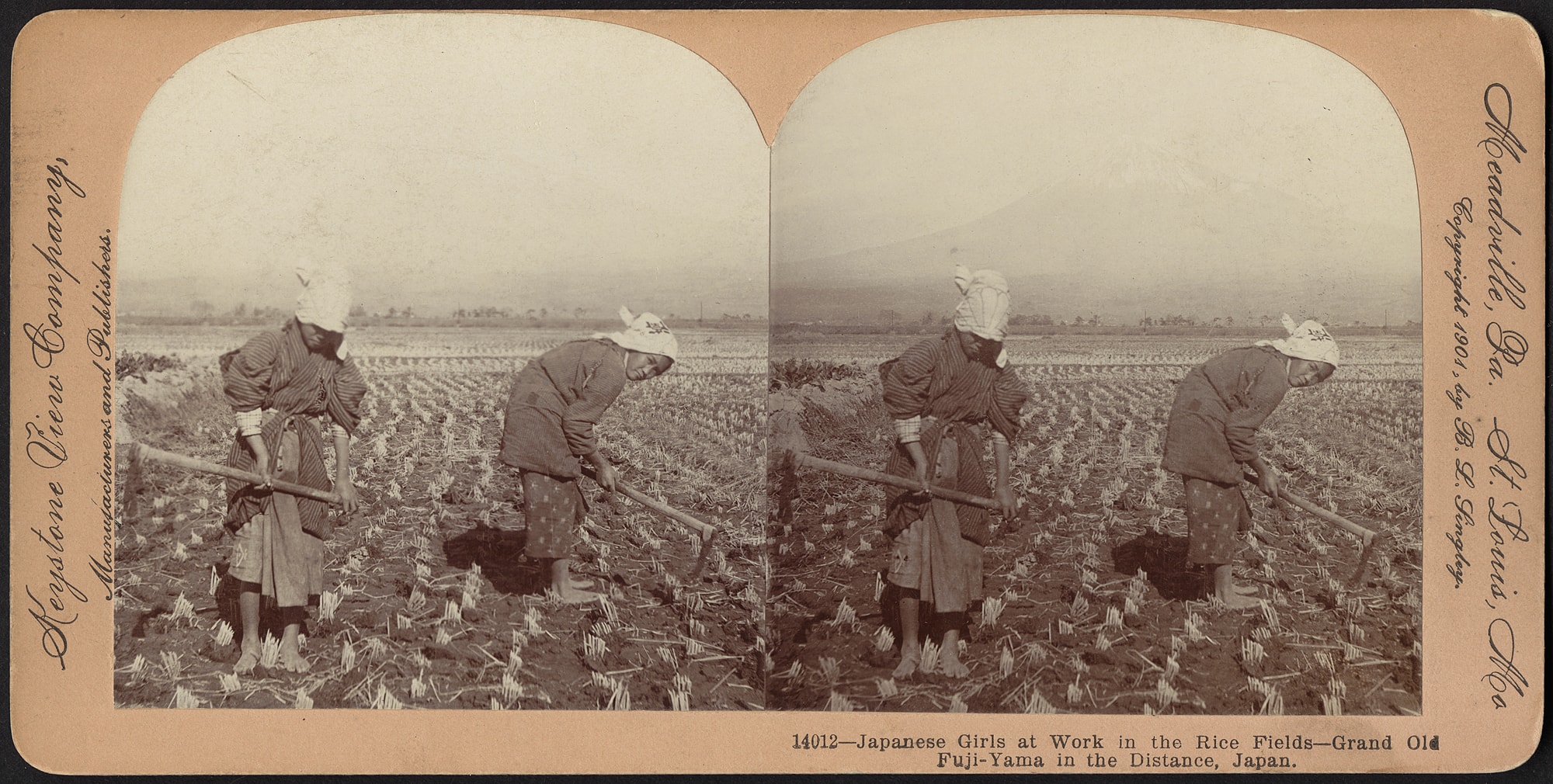 The History of Japanese Rice • Just One Cookbook